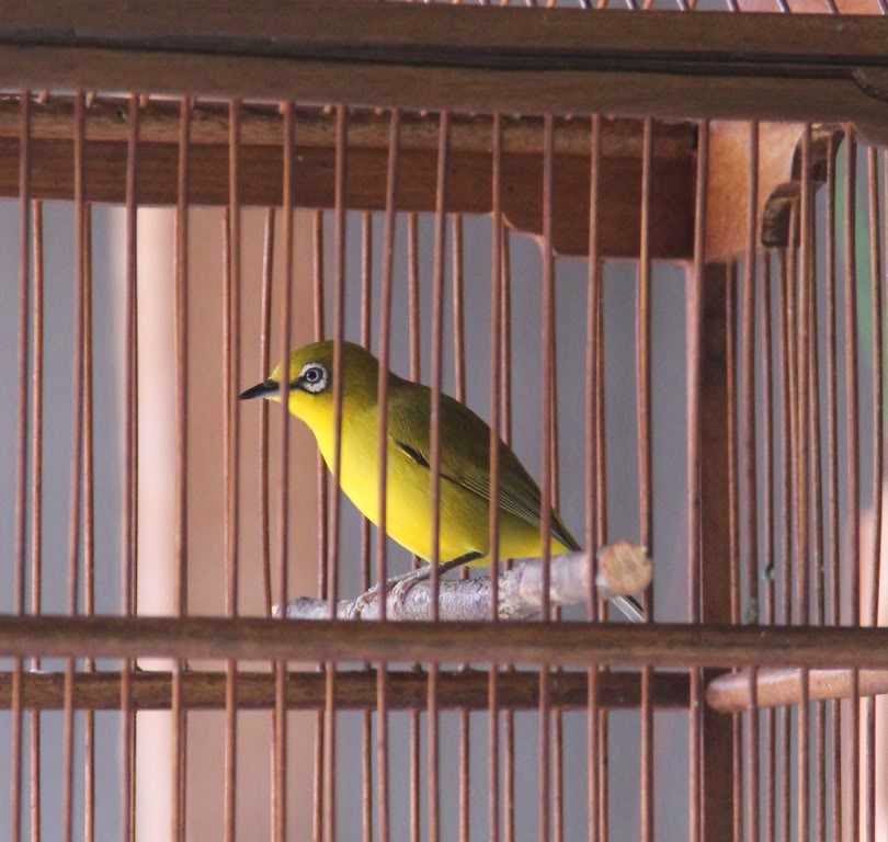 Burung Pleci Dada Kuning: Burung Cantik Dengan Perawatan Yang Mudah ...