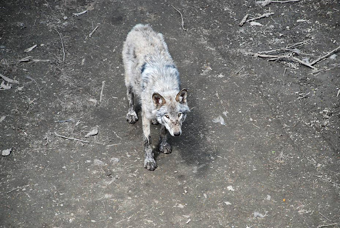 Parc Omega - Hoja de Rutas - Blog de viajes y fotografía