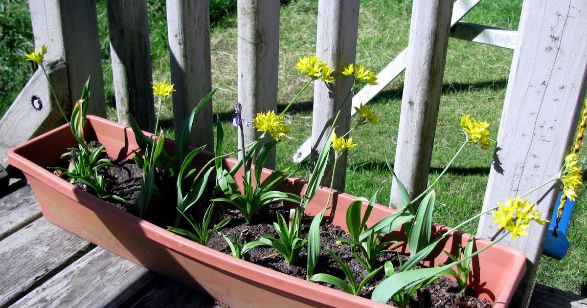 Eccentric Eclectic Woman: Wordless Wednesday Blooming Bulbs