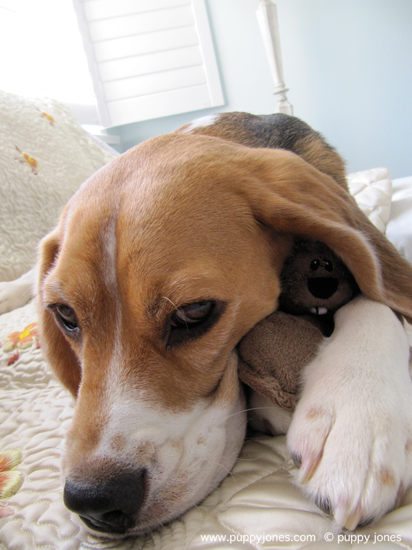 PuppyJones: QT with Beiber the Beaver ♥ dog blog ♥ hampton (beagle)