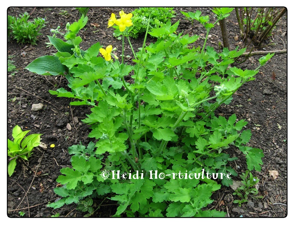 Heidi Horticulture: Stylophorum diphyllum AKA Wood Poppy