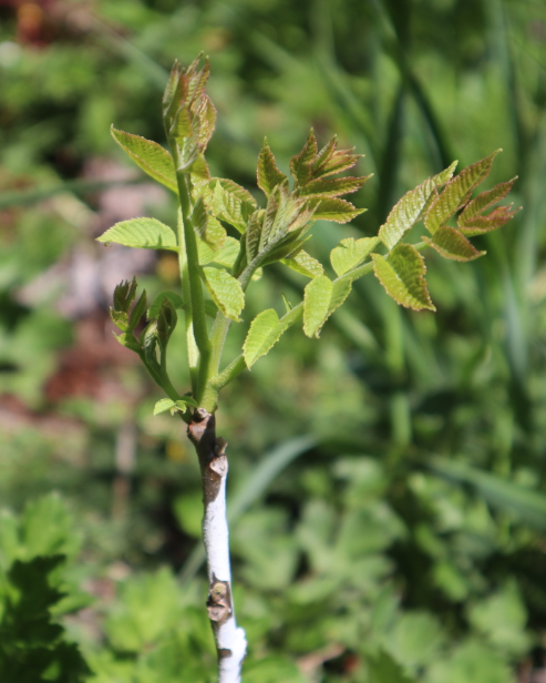 David's Blog: Butternut Trees Sprouting
