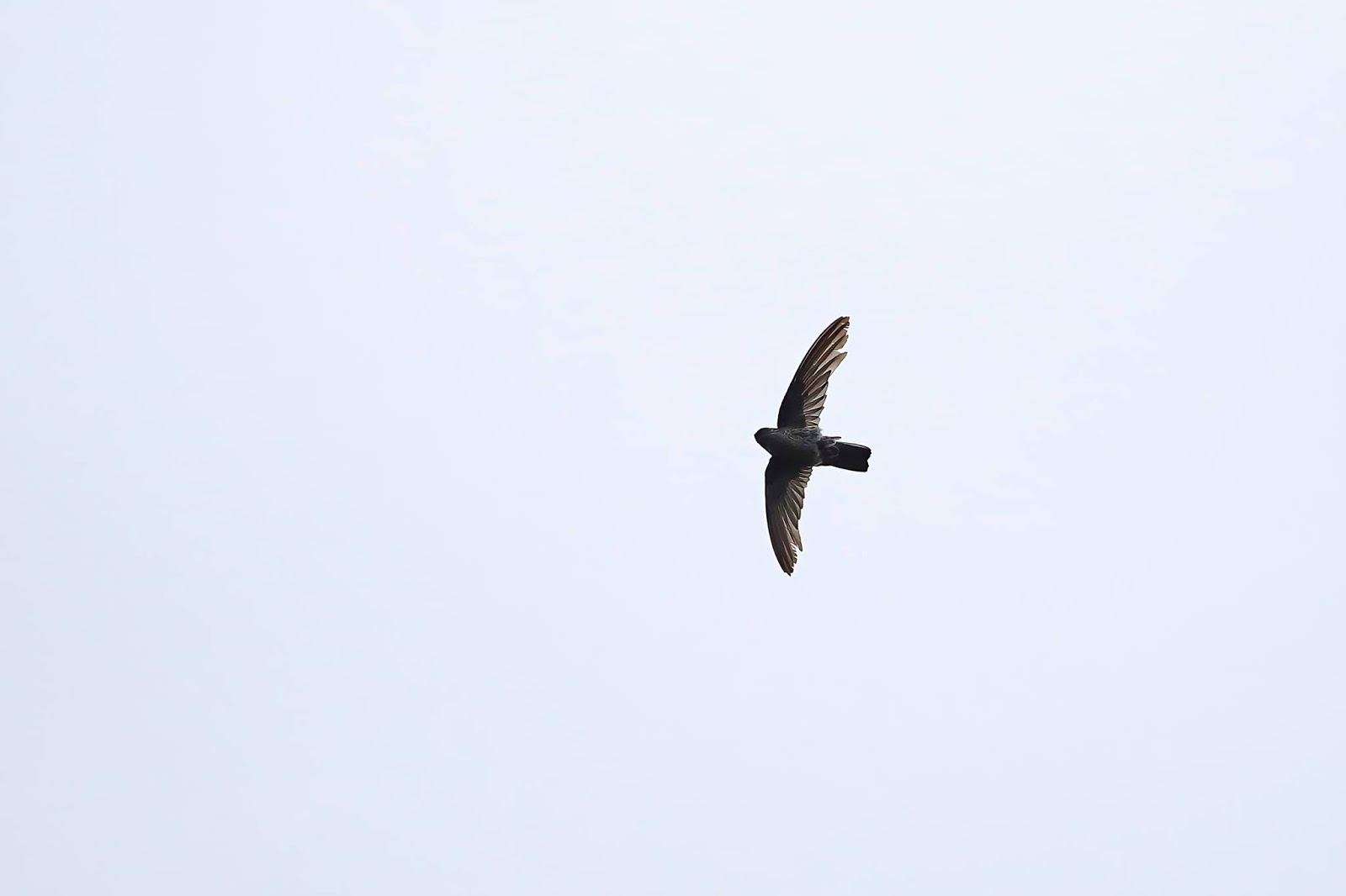 Not just birds: Philippines 27-31 Jul 2018 - a week end trip to Luzon