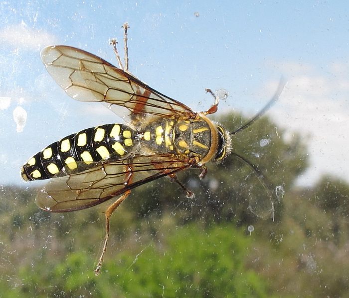 Esperance Fauna: Flower Wasp - Tiphiidae - Hemithynnus sp.