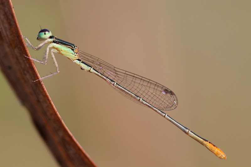 Dragonflies & damselflies of Thailand: 18. Agriocnemis pygmaea (Rambur ...