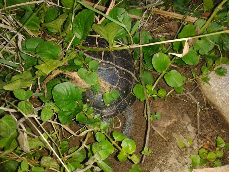 Clemmys guttata: la tortuga moteada
