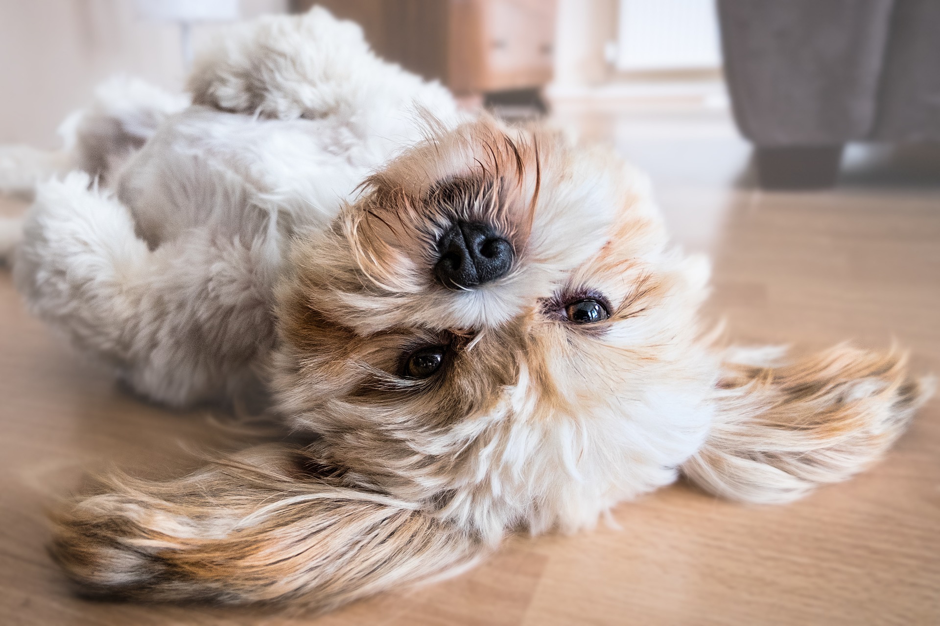 How Do Groomers Keep Dogs Still Mobile Dog Grooming Houston Metro how-do-groomers-keep-dogs-still-mobile-dog-grooming-houston-metro