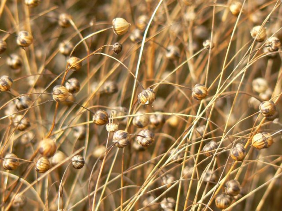 TÜRKİYELİ KETEN BİTKİSİ, KETEN TOHUMU İLE ZAYIFLAMAK İSTEYENLERE PRATİK ...