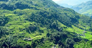 Forests In Nepal