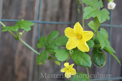 Mastering Horticulture: Bitter Gourd