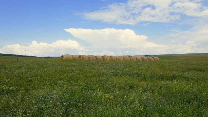 The view from here: Out to Pasture