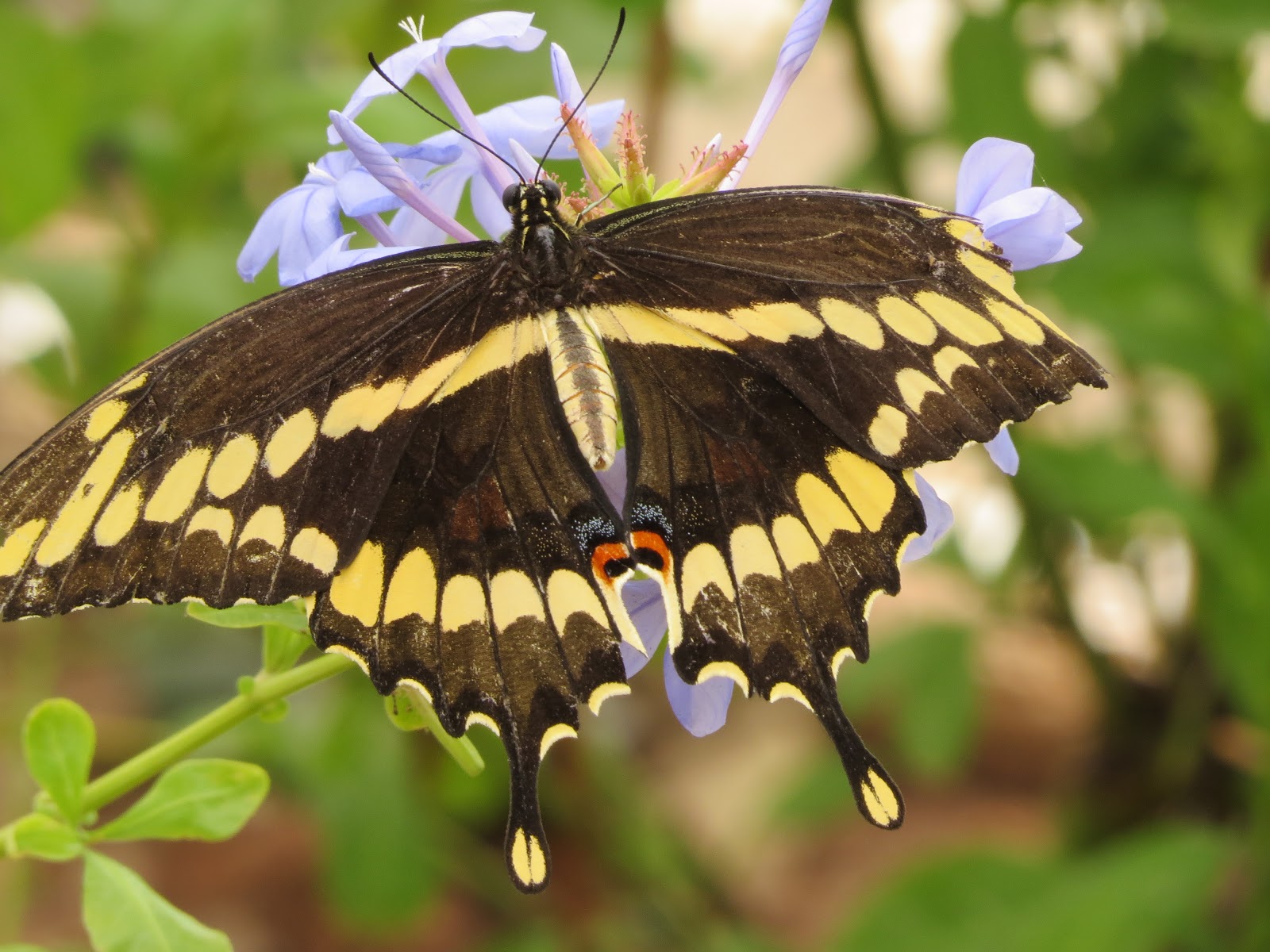 Have Book, Will Travel: Butterfly Exhibit at the Botanical Gardens