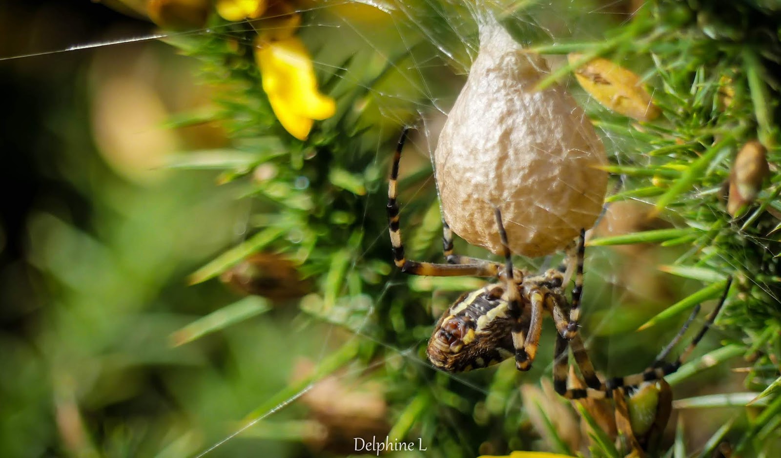 Les araignées vu par Dellamy 29: L'araignée L’Argiope frelon (L’épeire ...