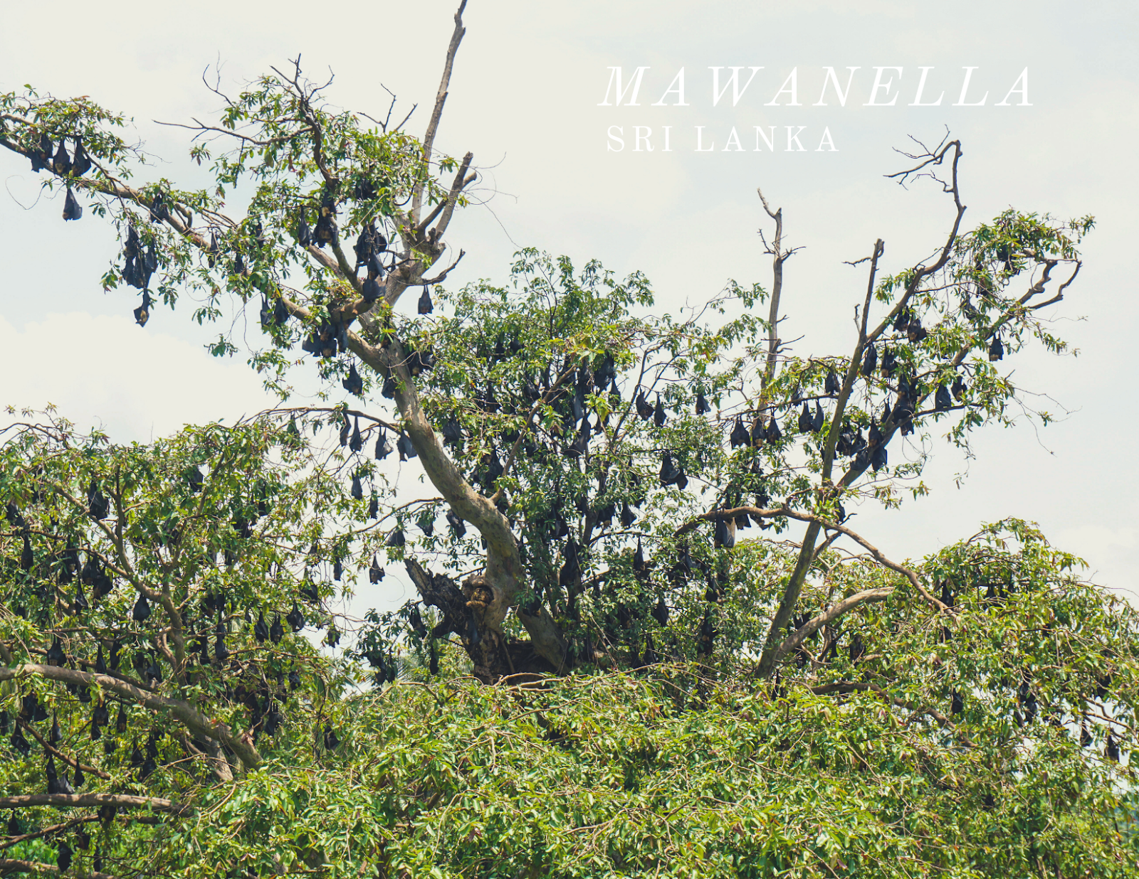 Sri Lanka | Mawanella – A Side Trip From Kandy You Can Live Without ...