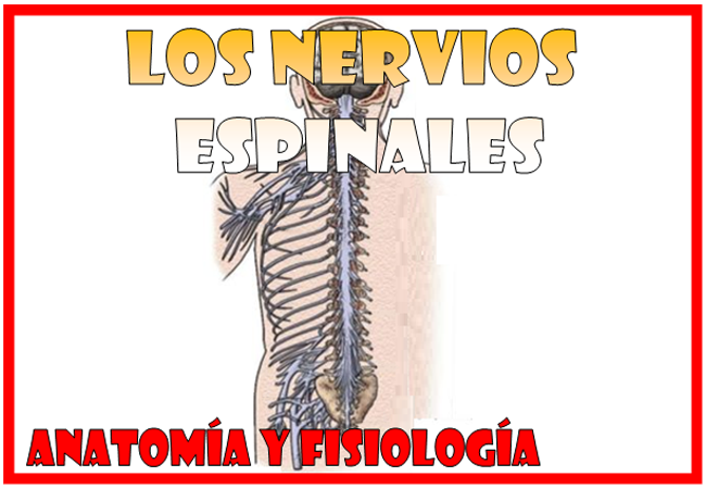 Los nervios espinales [Anatomía y Fisiología] ~ Optifutura