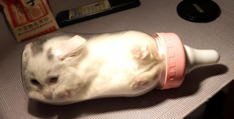 Bonsai Cat,Trend Baru untuk Hiasan Dalaman Yang Menyiksa Kucing ...