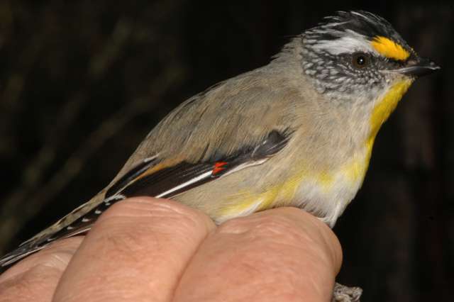 The Nature of Robertson: Birds from Charcoal Tank - September 2012