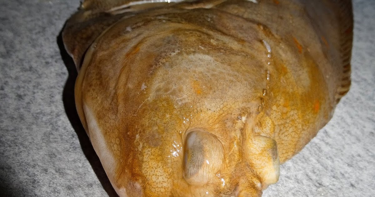 Annen jutut: PUNAKAMPELA (Pleuronectes platessa)