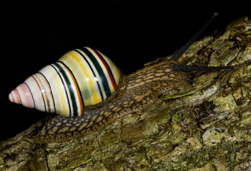 Candy Stripes Make Snails Look Very Nice | Featured Creature
