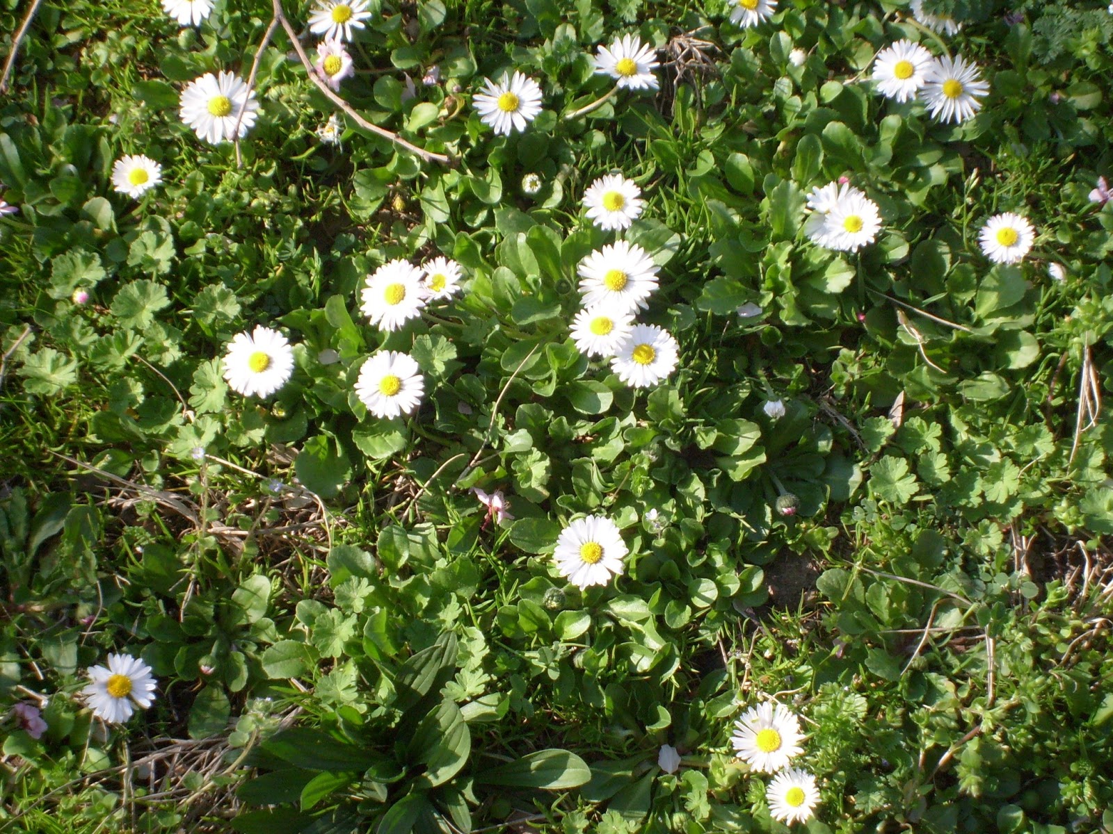 RIZNICA LEKOVITOG BILjA: PREŽIVLJAVANjE U PRIRODI (samonikle jestive ...