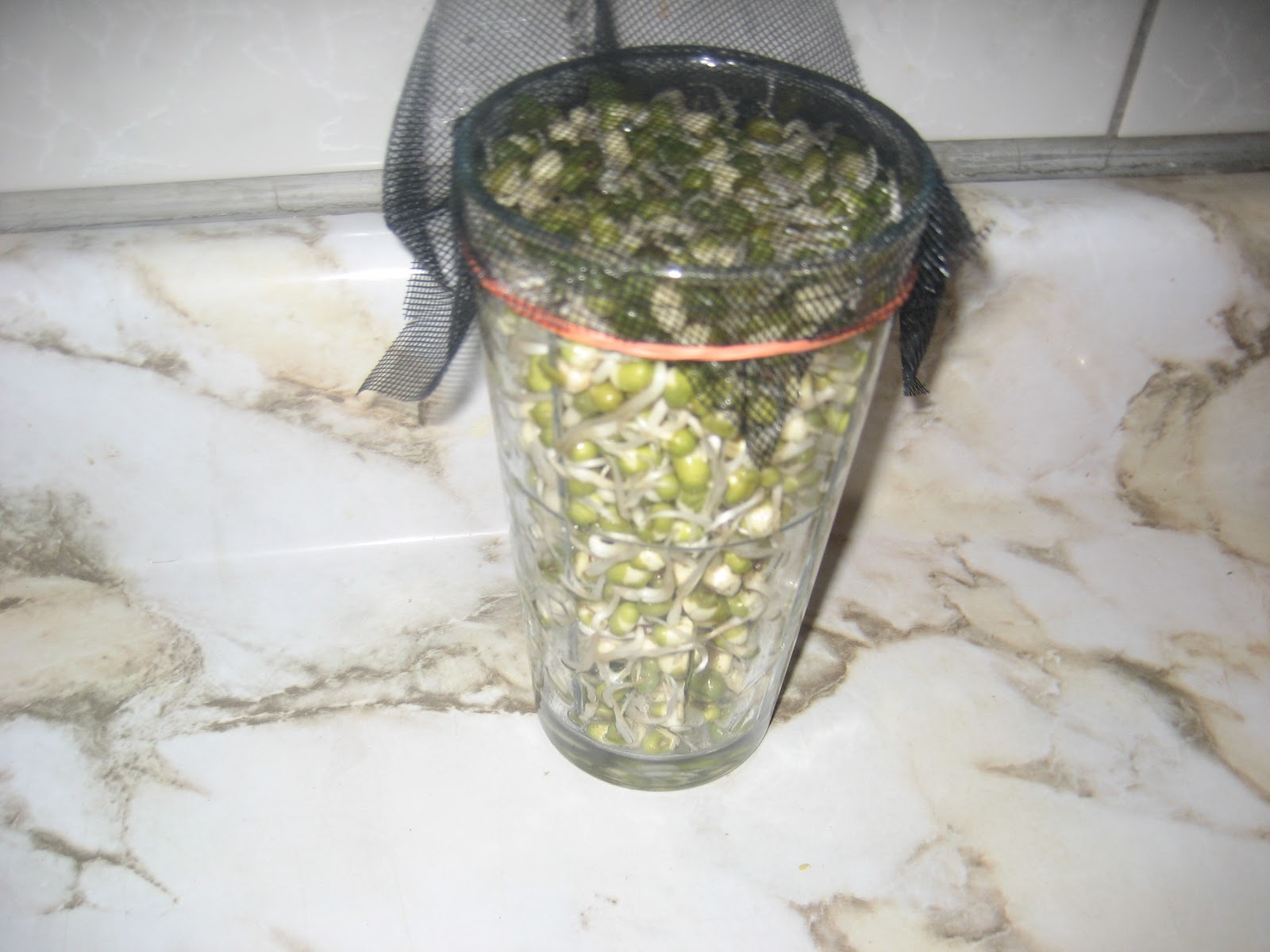 les trucs de Maria: germination fèves mung