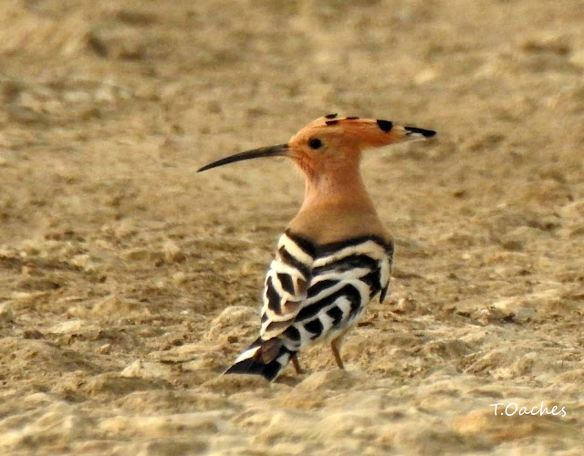 PASARI DIN ROMANIA: PUPAZA, Upupa epops