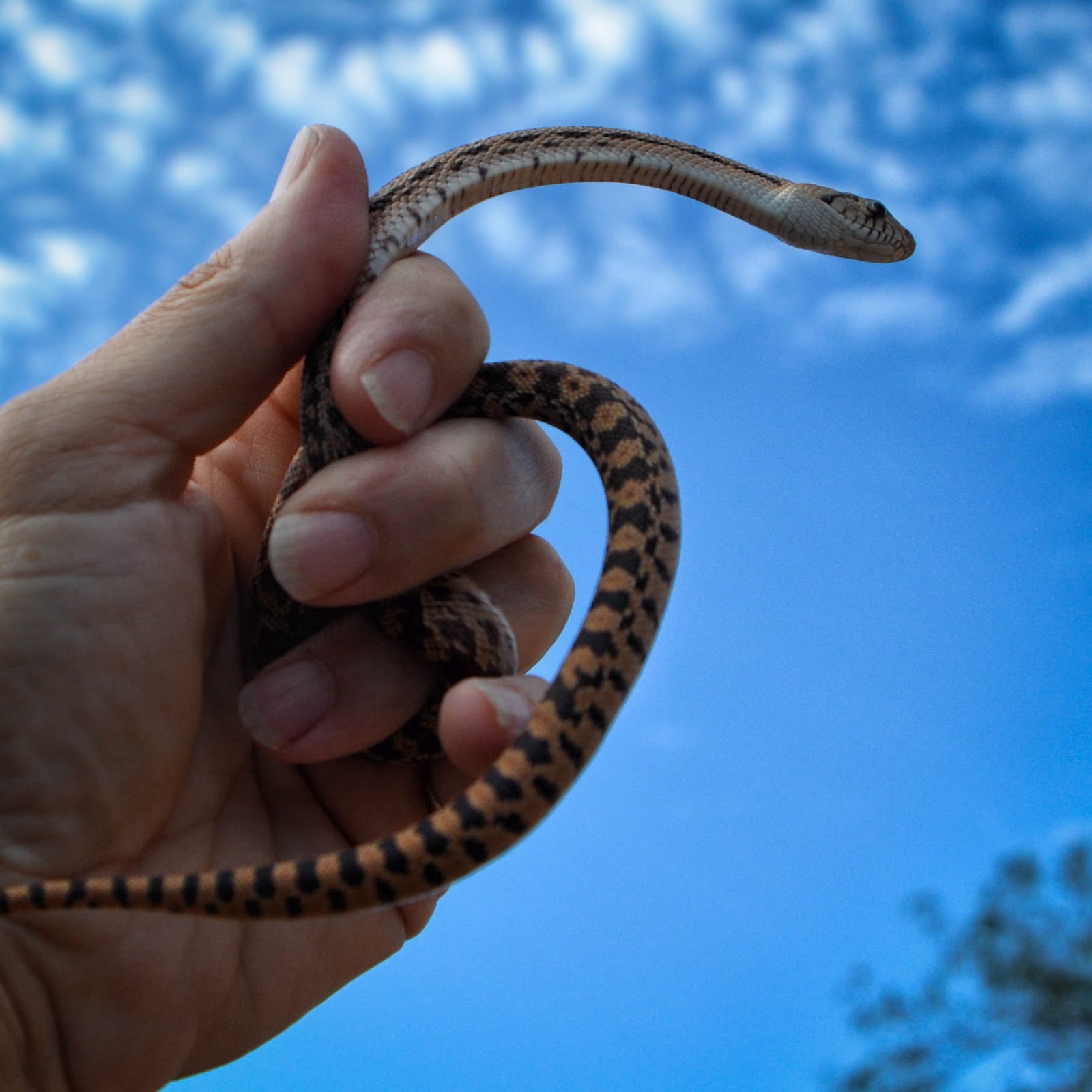 Annie Howland's Blog