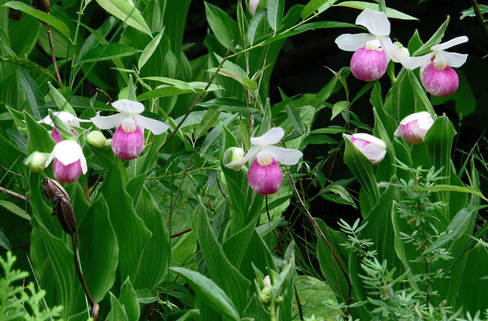 Around the Bend: Ohio Orchids 2: The Showy Lady's Slipper