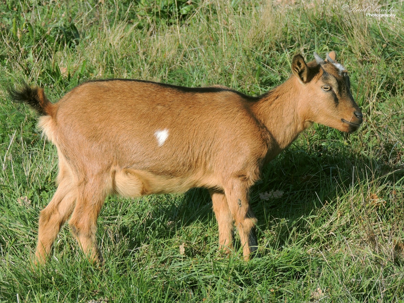 Naturaleza Viva : Cabra (Capra hircus)