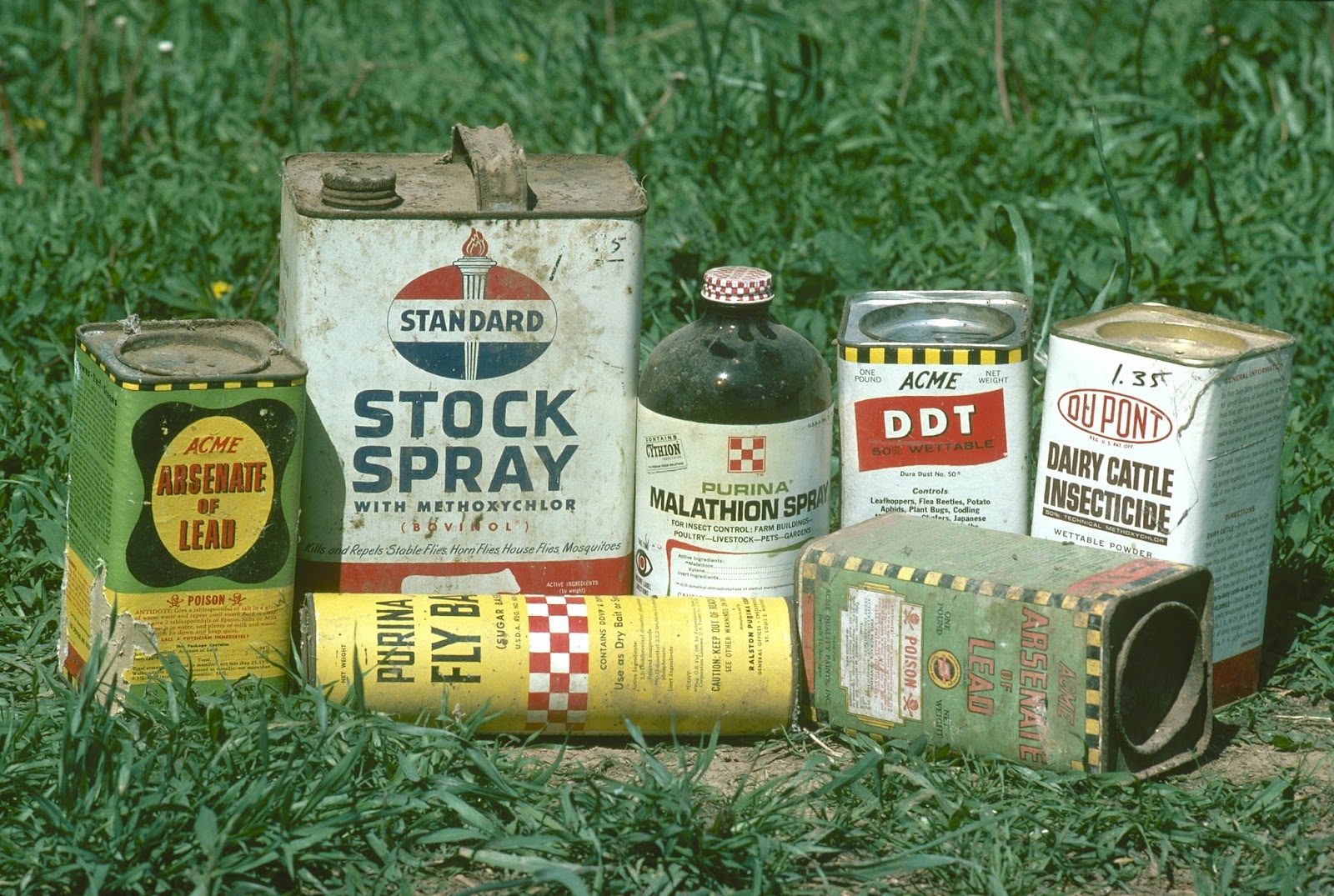 Rachel Carson: la donna che sconfisse il DDT - No all'Italia petrolizzata