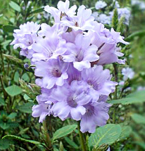 Kurinji Andavar Temple - Exploring My Life