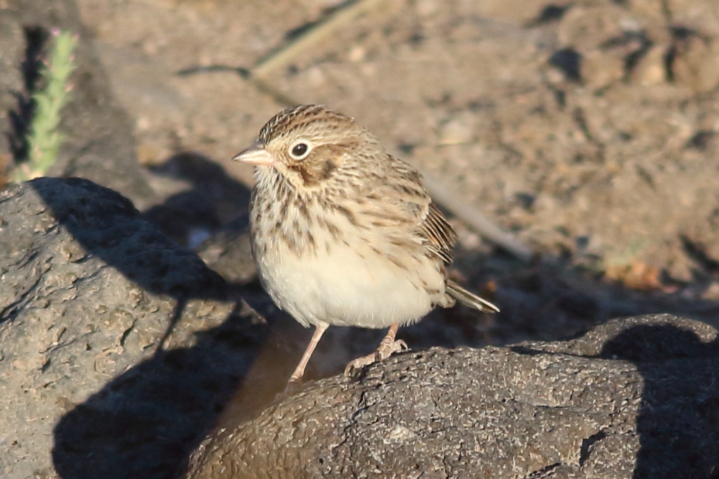 Out and About Oregon Birds
