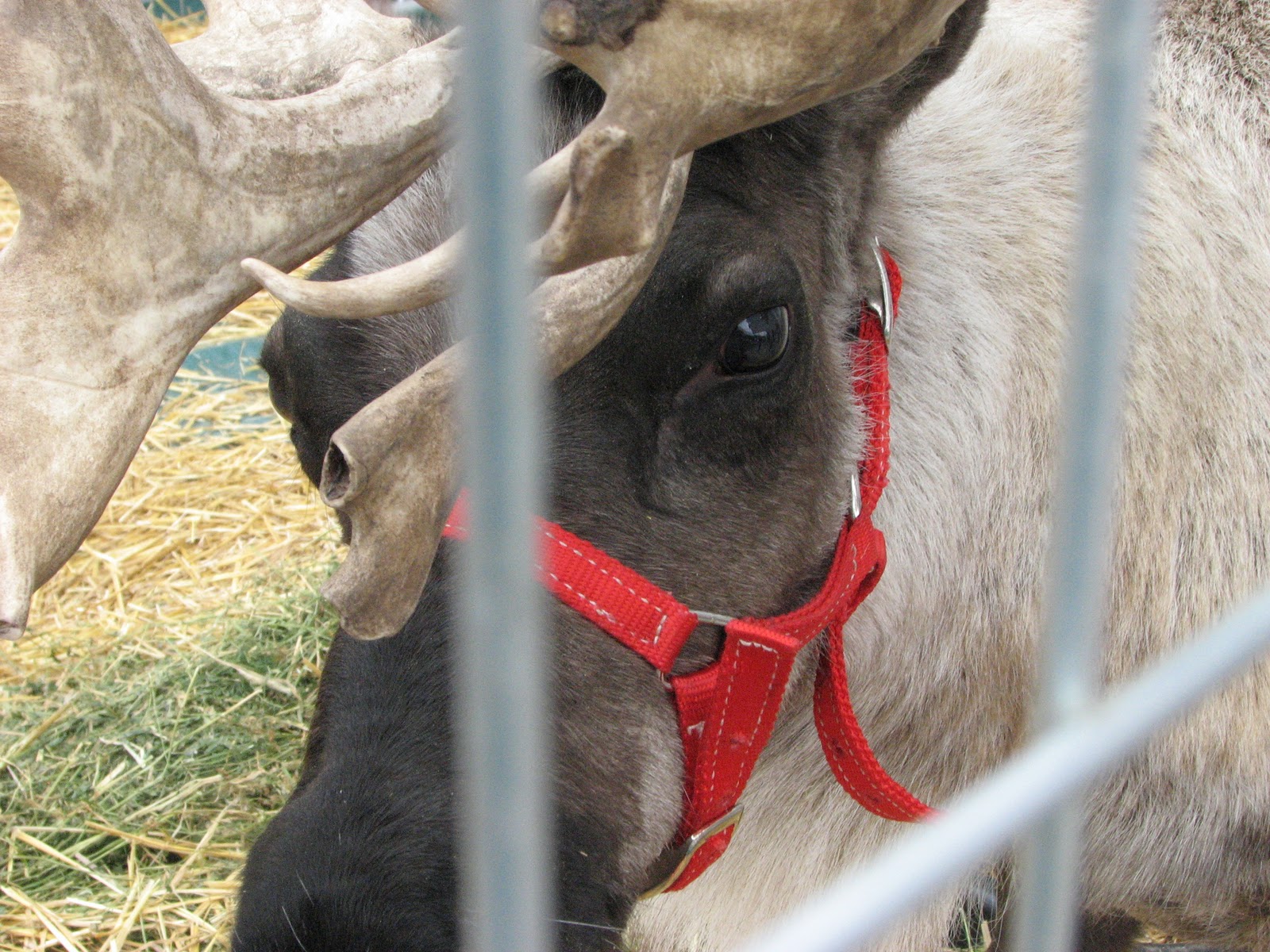 VISUAL SAINT PAUL: Cruel and Unusual Treatment-Camera Critters