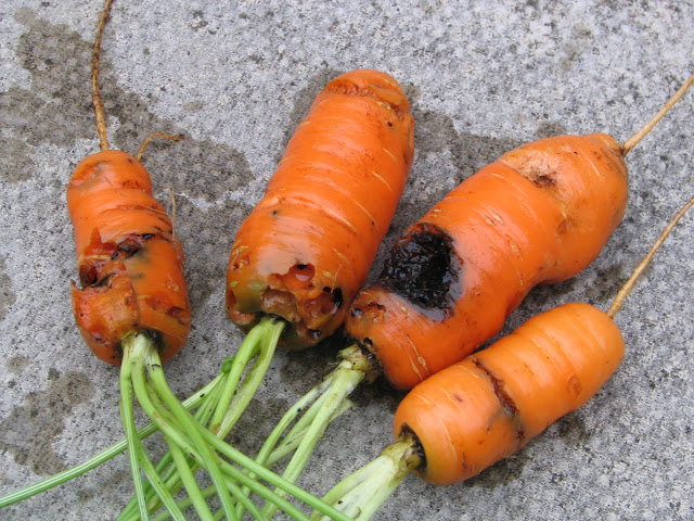 Mark's Veg Plot: Carrot Root Fly precautions