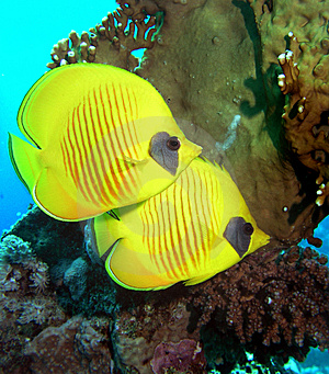 Thomas' Marine Biology Blog: Butterfly fish