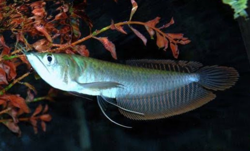 Silver Arwana: Panduan Lengkap, Perawatan, Pembibitan, Pemberian Makan ...