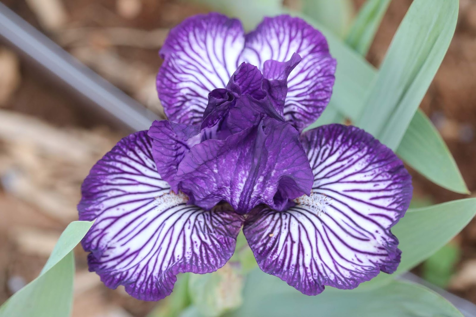 World of Irises: The top 15 Iris at ‘Smokin Heights’ season 2019/20 in ...