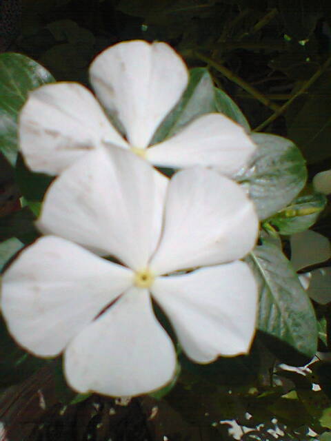 Spreebird wildlife: SADABAHAR FLOWER