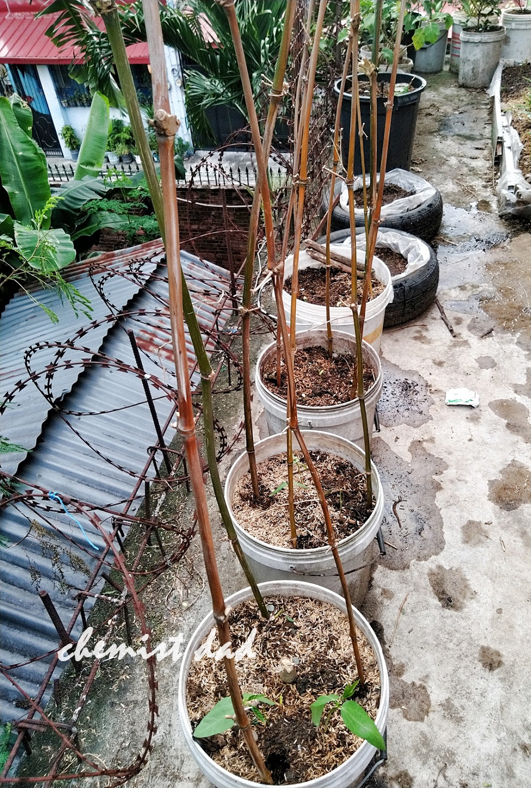 Urban Gardening: How To Grow Sitaw In Pots