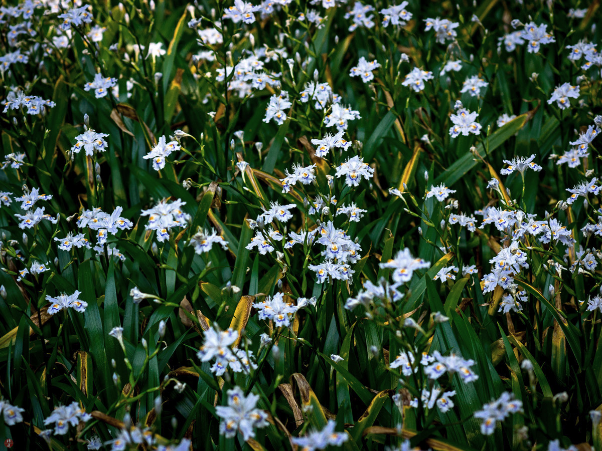 FROM THE GARDEN OF ZEN: Shaga (Iris japonica) flowers: Tokei-ji