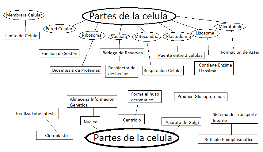 BIOLOGIA: Esquema Celula