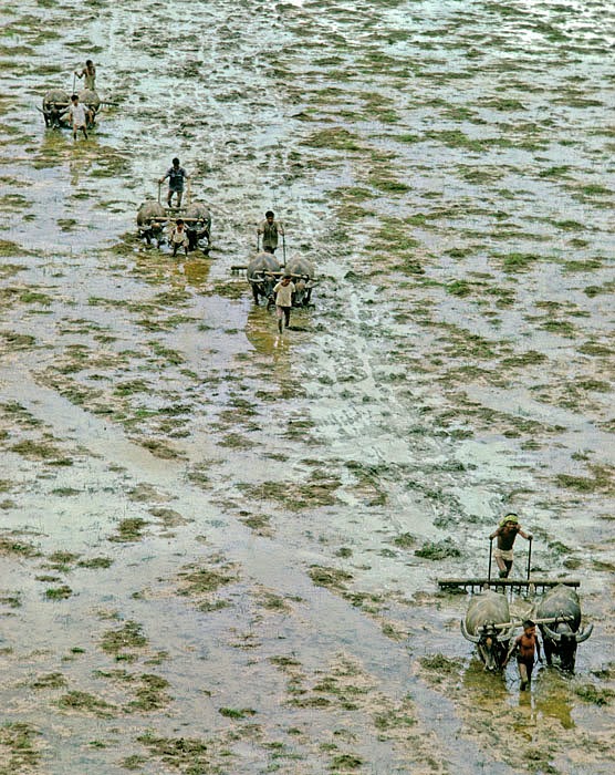 Fascinating Humanity: Indonesia: Harrowing A Rice Field