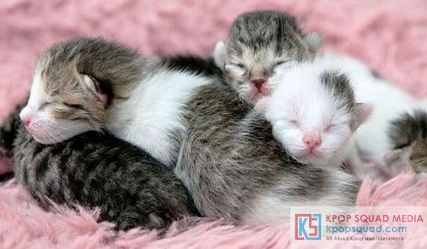 Perbedaan Anak Kucing Persia dan Kucing Kampung yang Baru Lahir | Kpop Squad Media | All about K ...