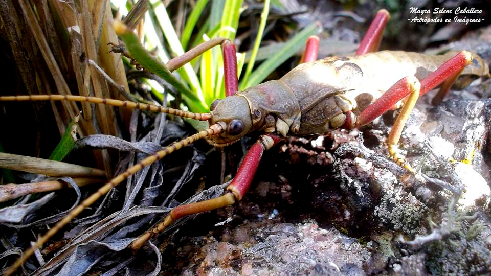 Argentina nativa: Chinche molle (Agathemera luteola)