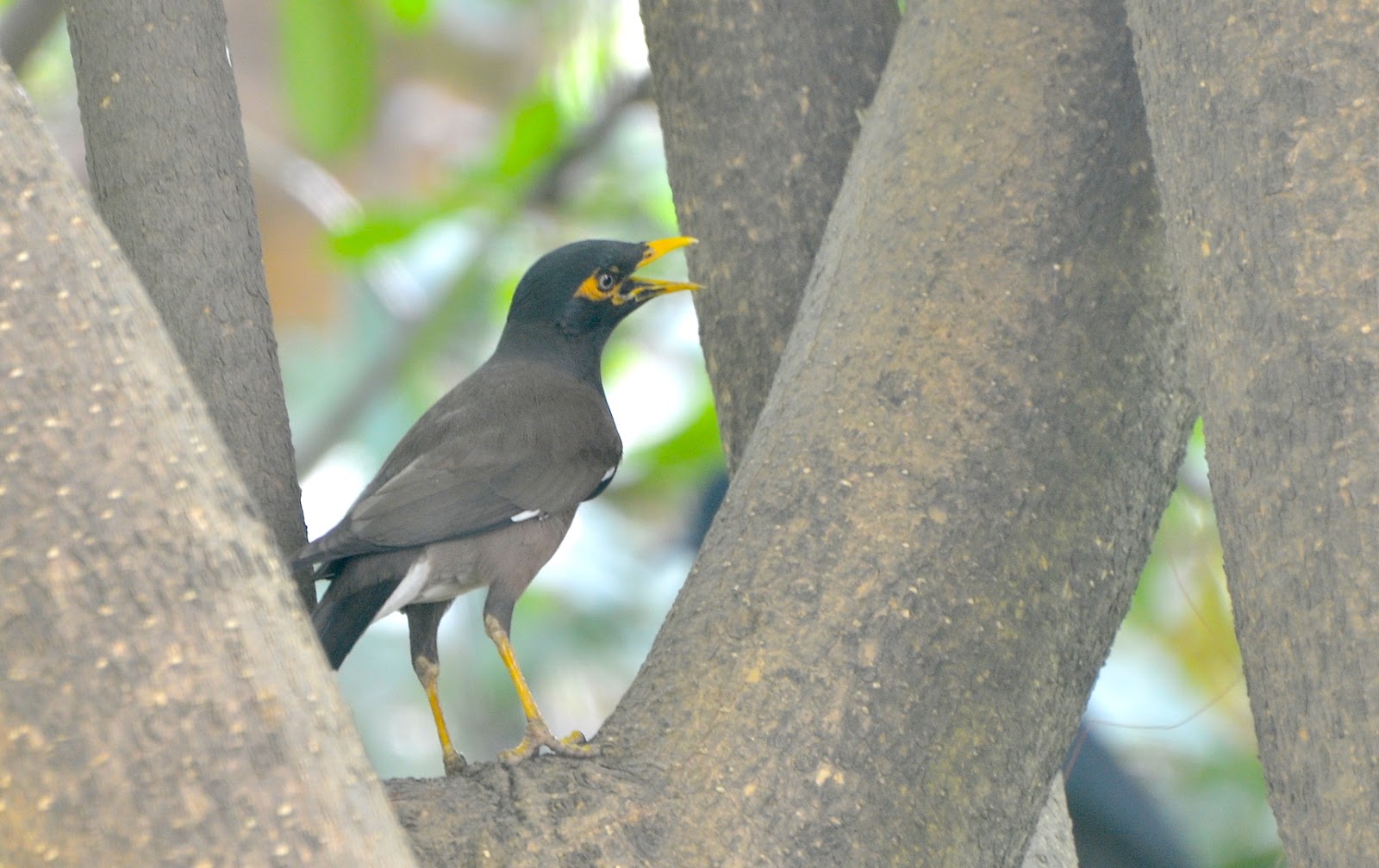 Some common birds of India - A Letter from Kabwata