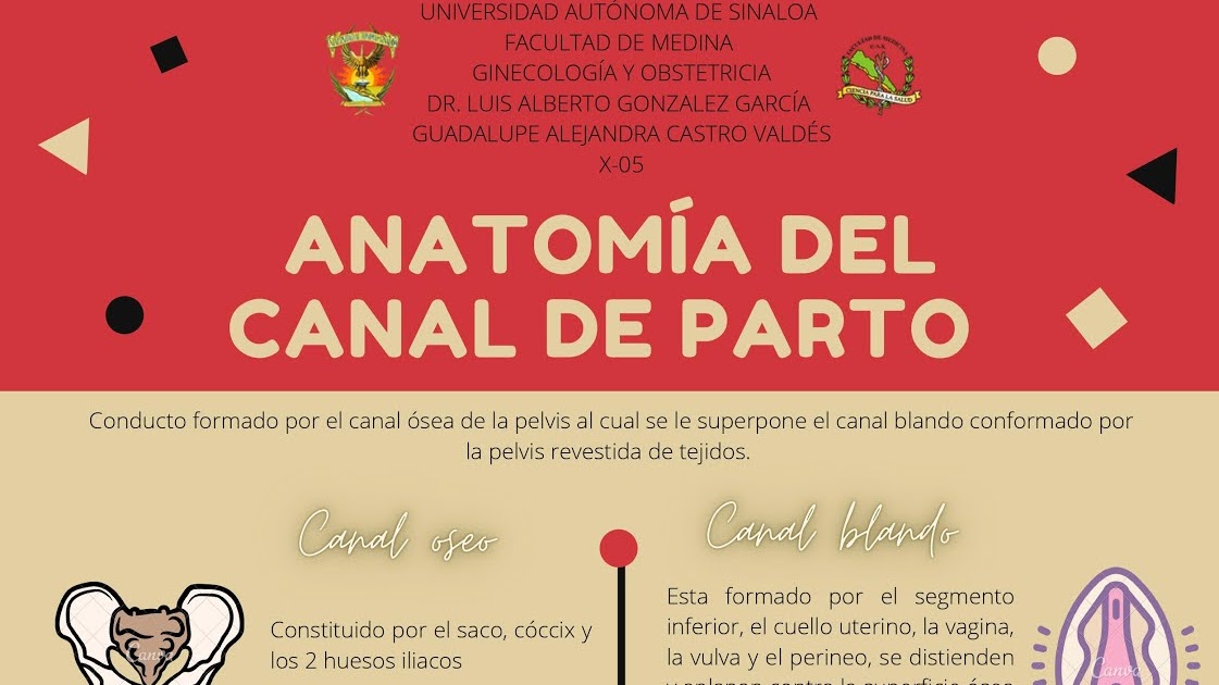 AnatomÍa Del Canal De Parto