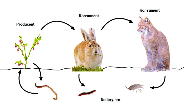 #Elvis: Näringskedjor och naturens kretslopp