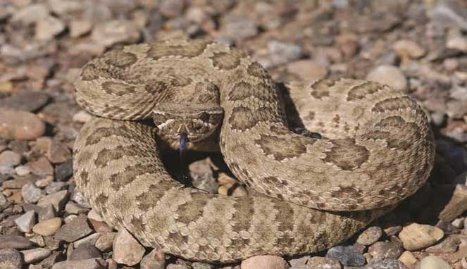 7 JENIS BISA ULAR PALING MEMATIKAN DI DUNIA