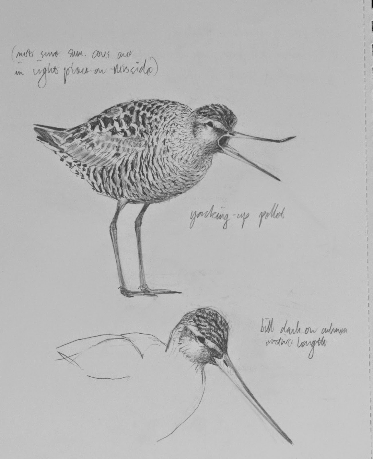 Last Resort Bird Art: Hudsonian Godwit