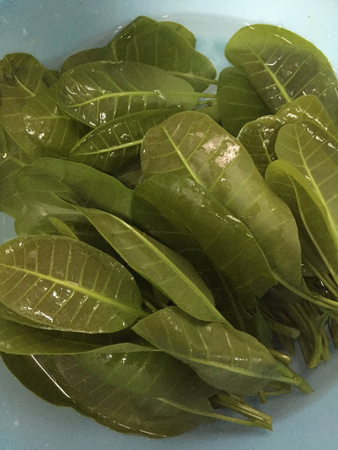 Khasiat Ulam Pucuk Gajus